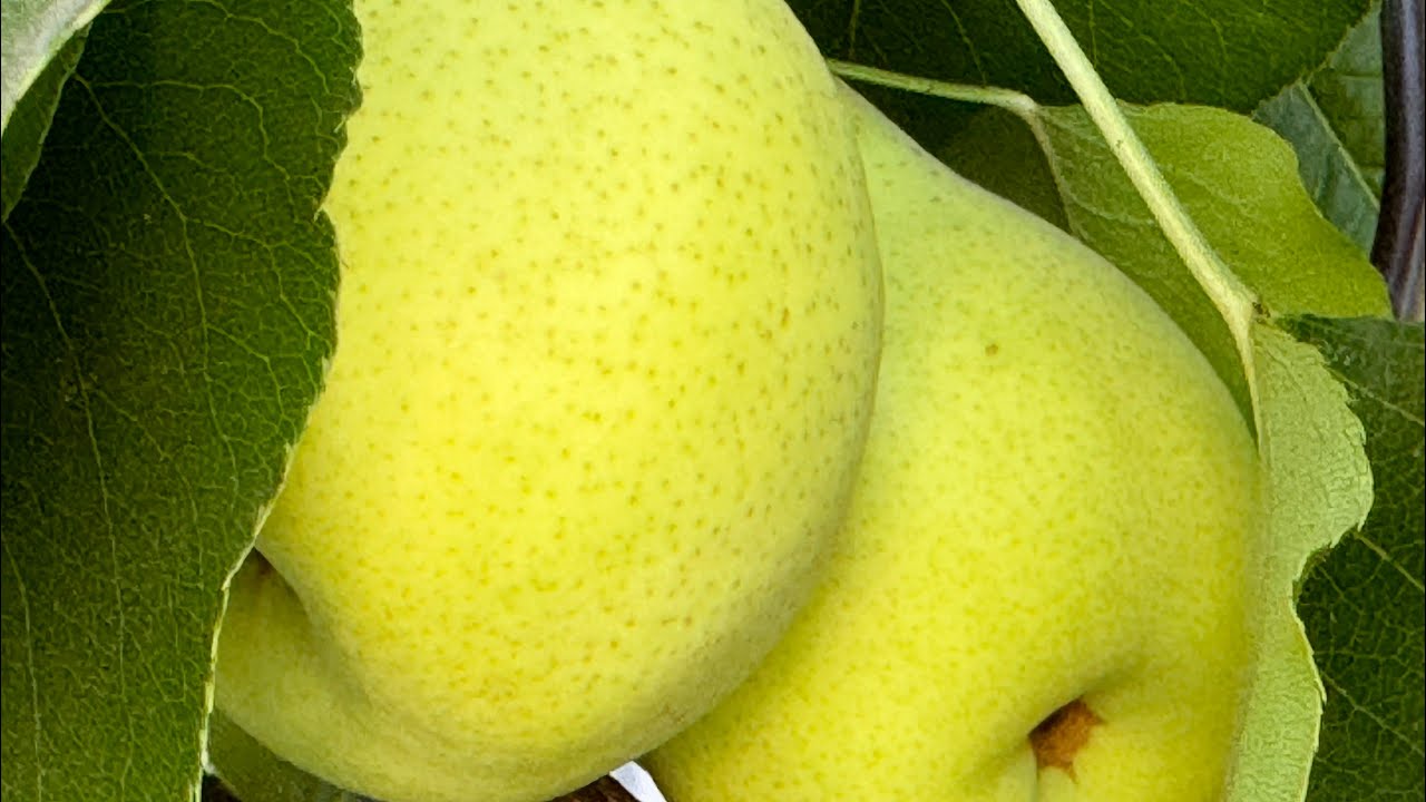 HARVEST TIME Fresh pick The RARE PEARS From My Garden in California ...