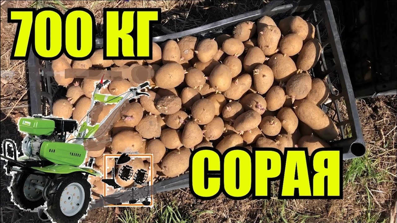 ЗАСЯВАНЕ НА КАРТОФИ НОВА ФРЕЗА Youtube