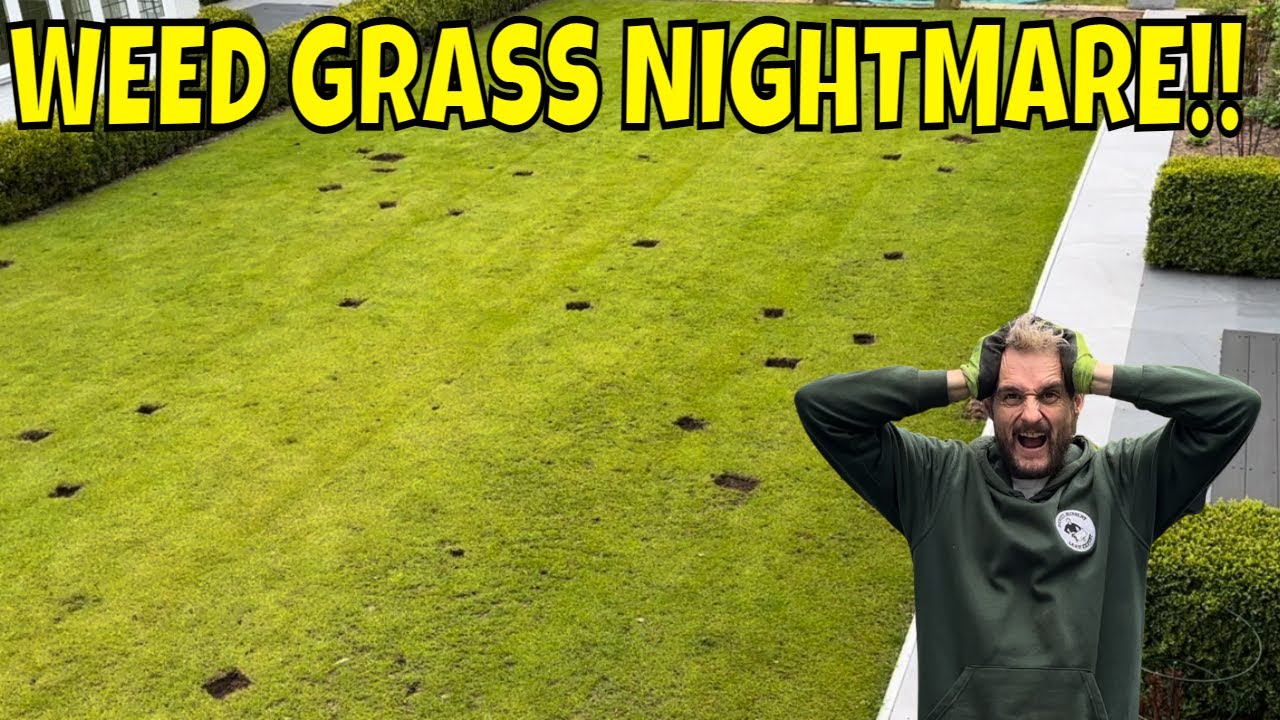 I'm getting SHUT of WEED grasses // Annual Meadow Grass Nightmare - YouTube