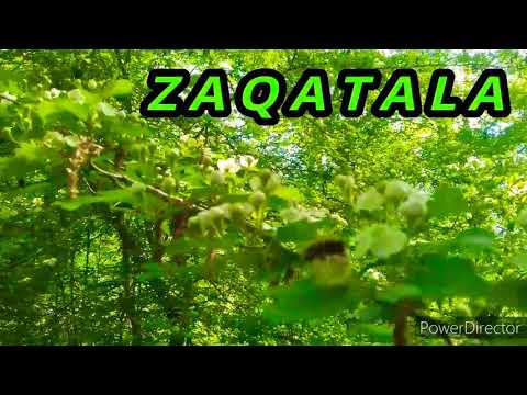 Tebyeti gozel havasi temiz Zaqatala meseleri
