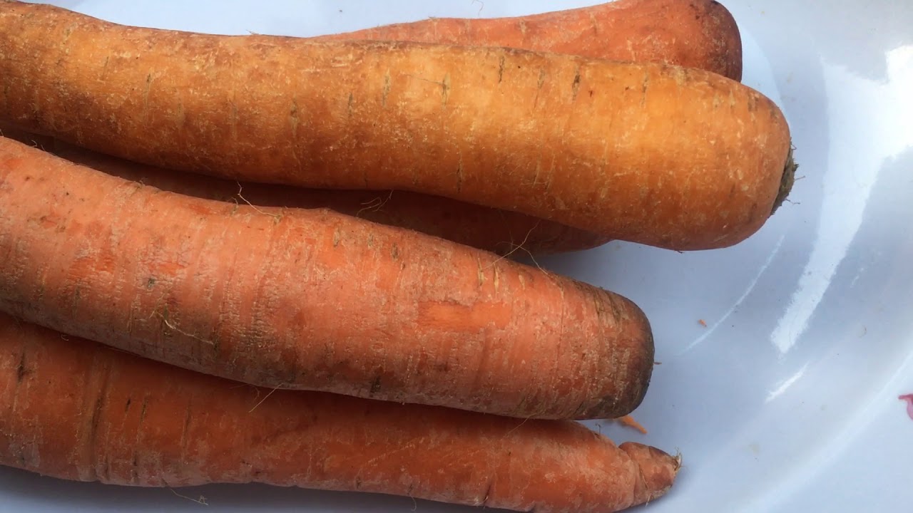 MAAJABU YA KAROTI🤭🤭🤭🤭🤭 - YouTube