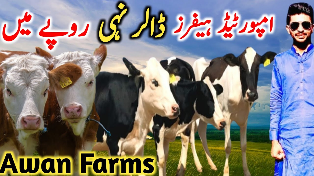 Imported Hiefers Australian American Jersey Dairy Cattle || Global ...