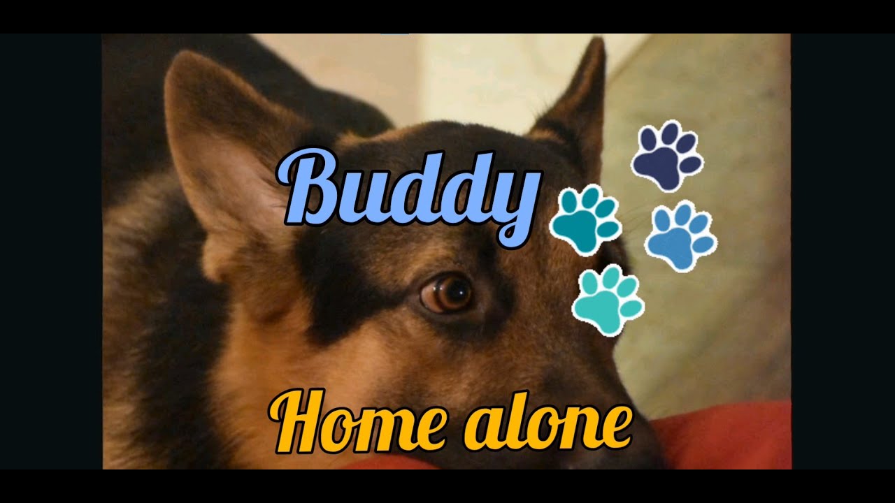 Buddy - Home Alone | Playhouse - YouTube