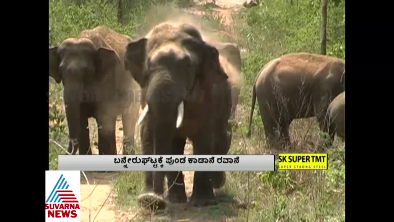 Arrested Elephant Ranga - YouTube