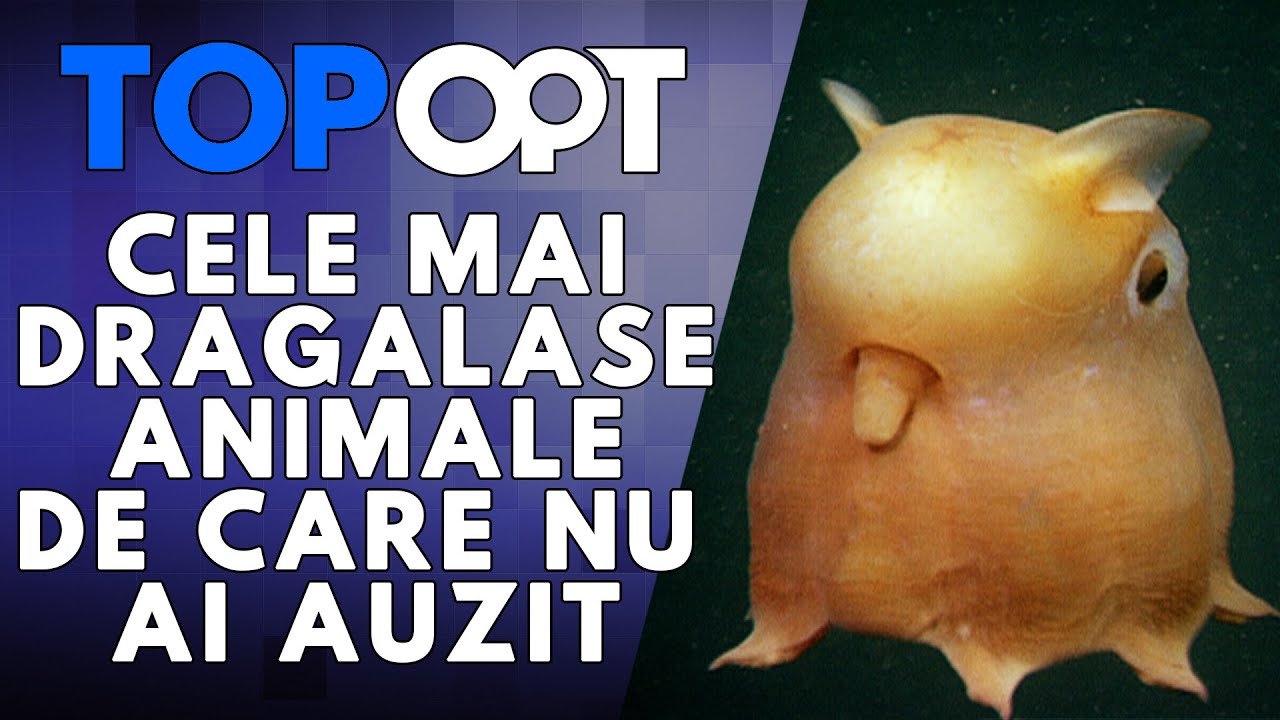 Cele mai dragalase animale de care nu ai auzit - YouTube