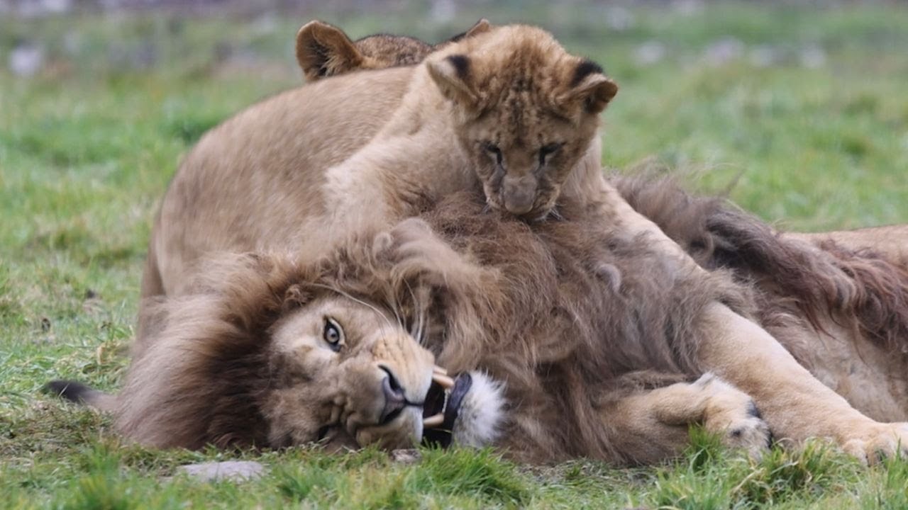 Lion Cubs Play With Dad - YouTube