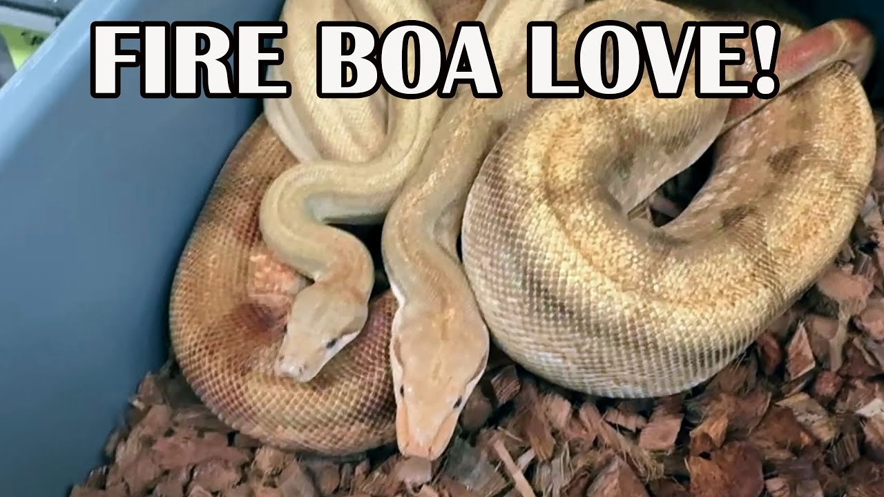 FIRE, BLOOD & T+ ALBINO BOA BREEDINGS! - YouTube