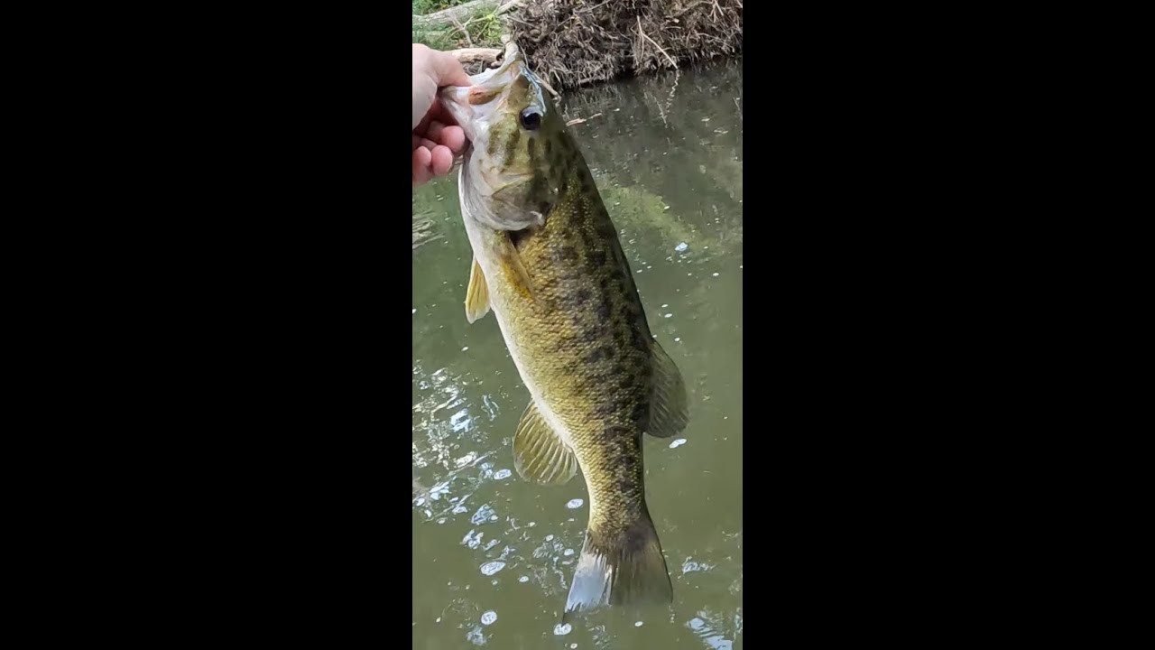 Warning! Dinkfest on the Stillwater River, but had a big one follow in ...