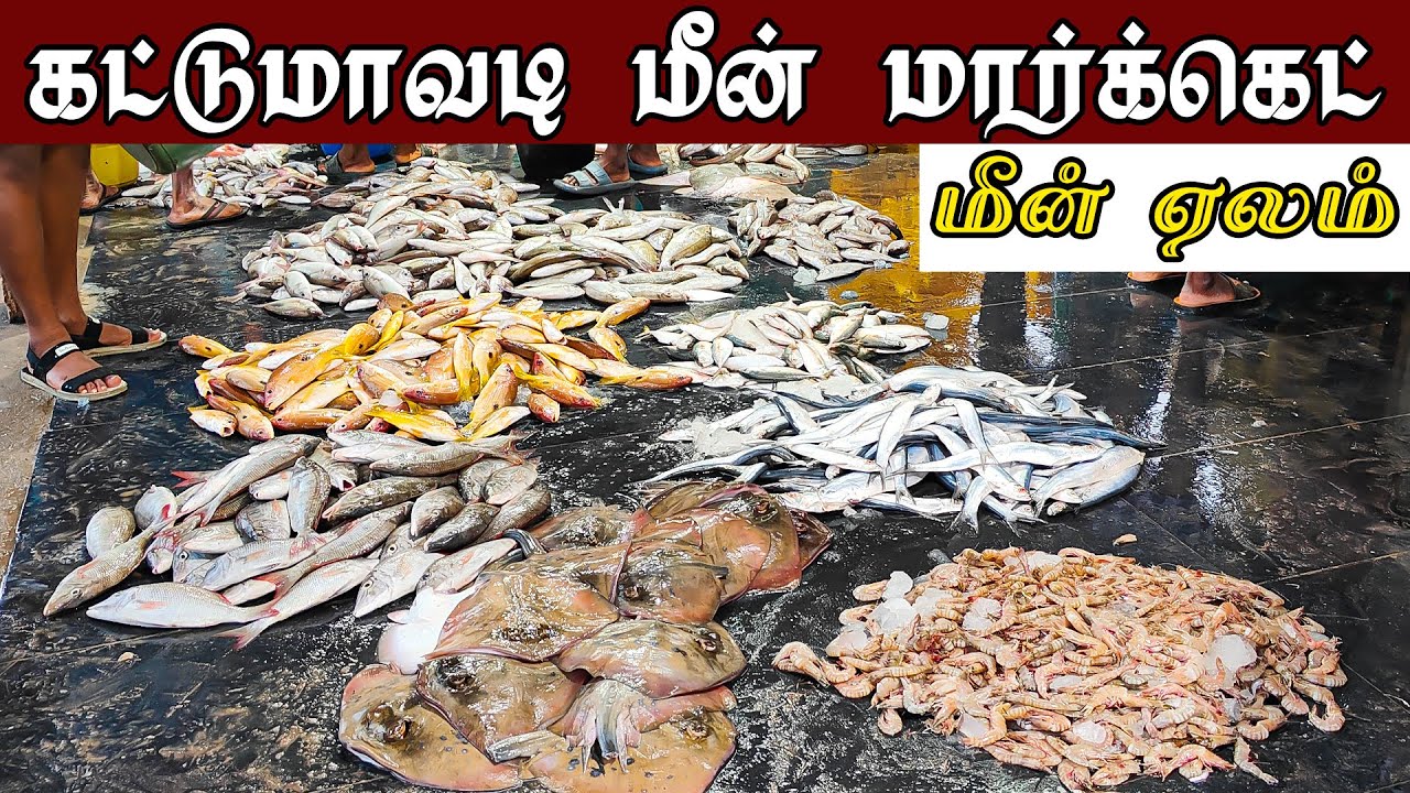 மீன் ஏலம் விடும் நேரடி கட்சி கட்டுமாவடி மீன் மார்க்கெட் || Fish auction ...
