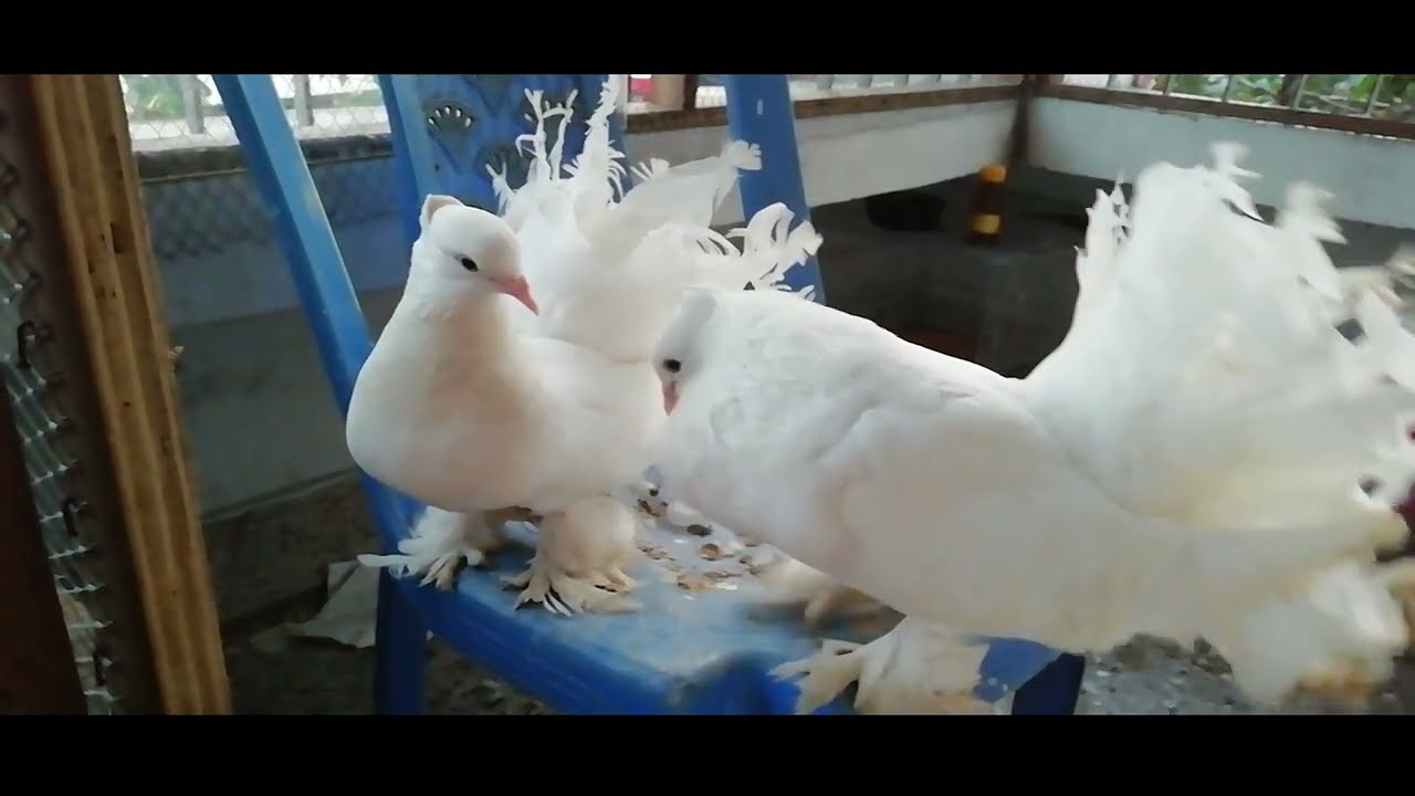 some moment cute white fantail pigeon Projonmo Aviary - YouTube