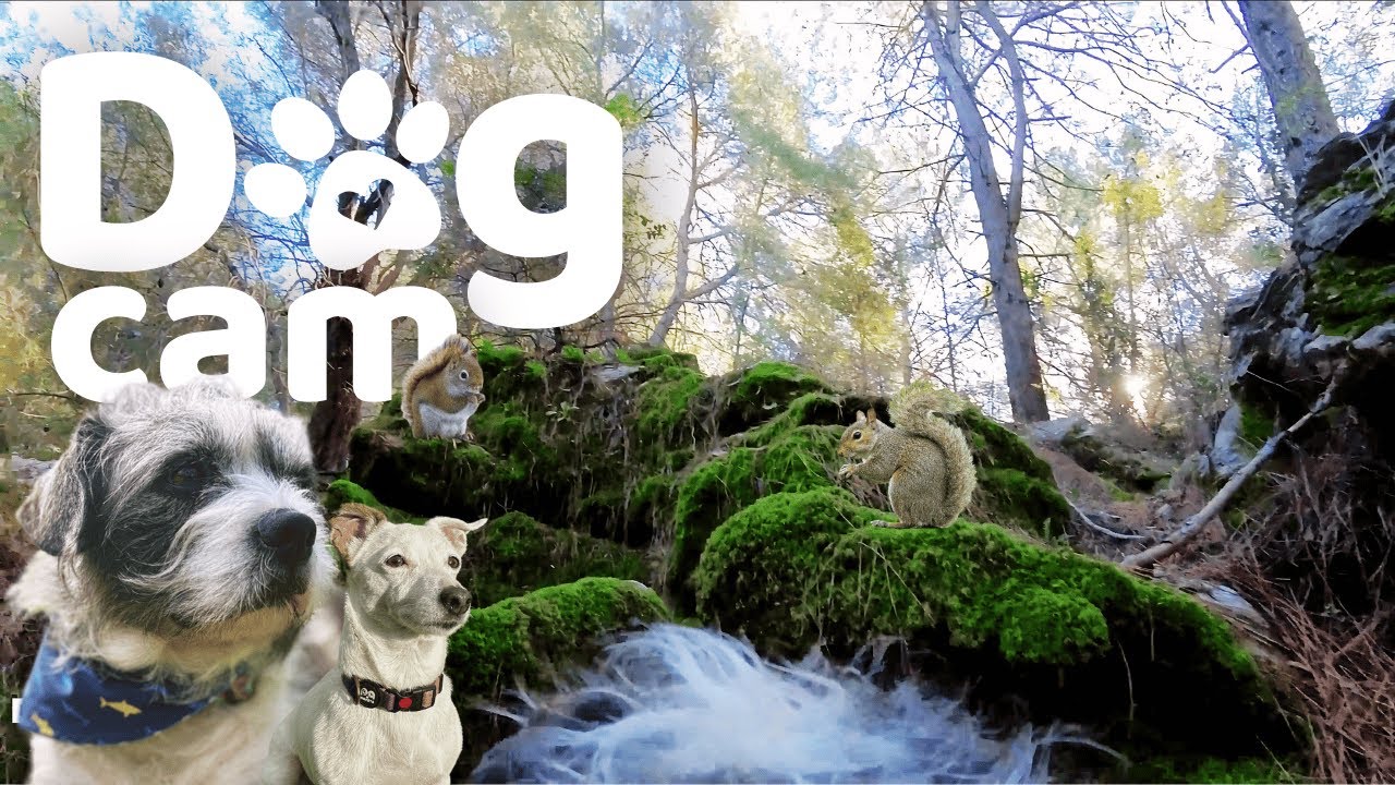 Dog Cam | A Peaceful Nature Walk in Adaköy | Insta360 Go 3s - YouTube
