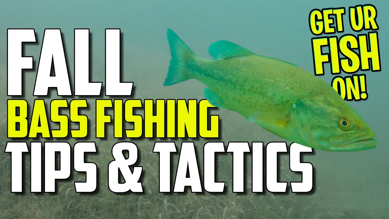 Fall Bass Fishing Tips and Tactics - Beginner Fishing Tips - YouTube