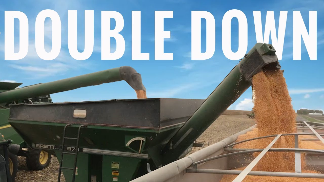 Corn Harvest - Loading Out and Hauling to the Grain Bins - YouTube