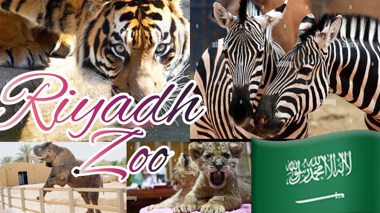 Riyadh Zoo park in Malaz Saudi Arabia full tour zoo Riyadh in malihabad ...