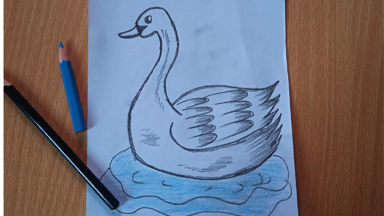 Drawing a swan || How to draw a swan step by step @mahroshchannel - YouTube