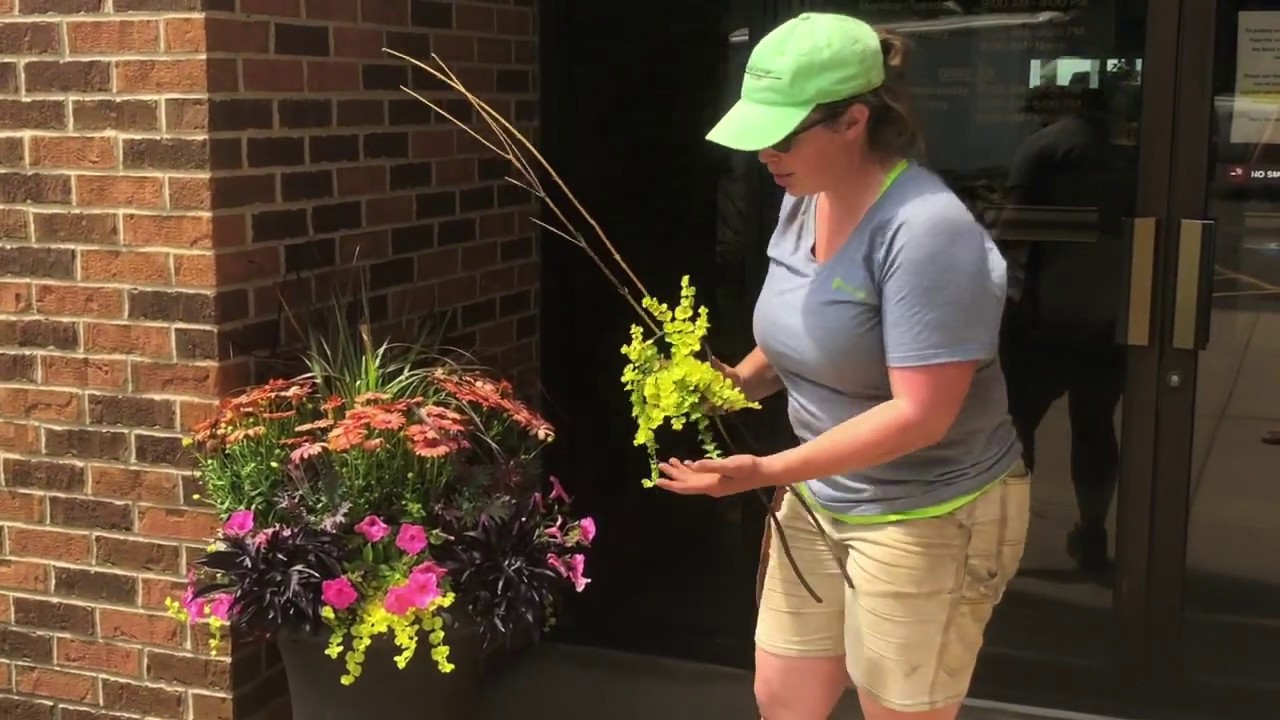 Floppy Flowers Tip + Lysimachia Update!! | Poplar Point Studio - YouTube