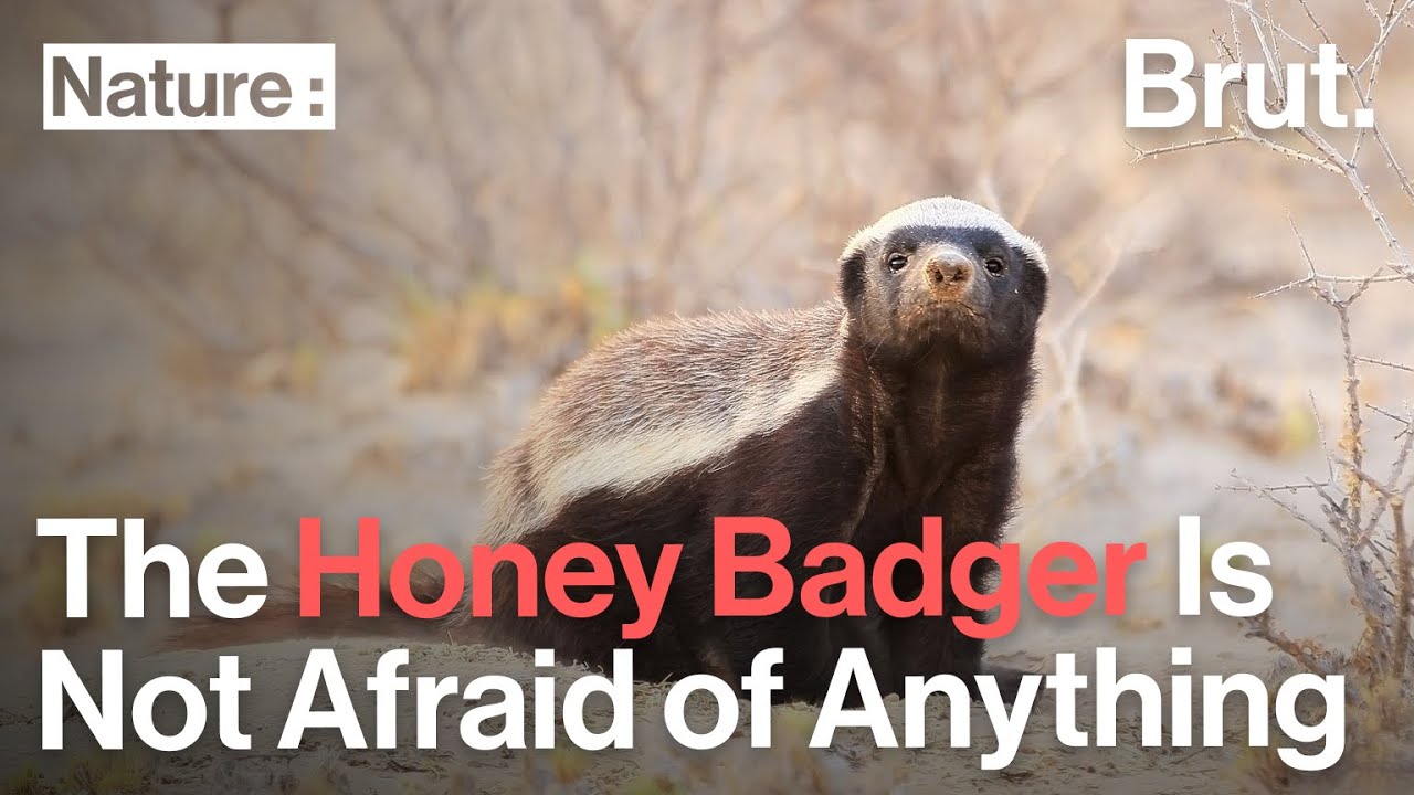 The Honey Badger Is Not Afraid of Anything - YouTube