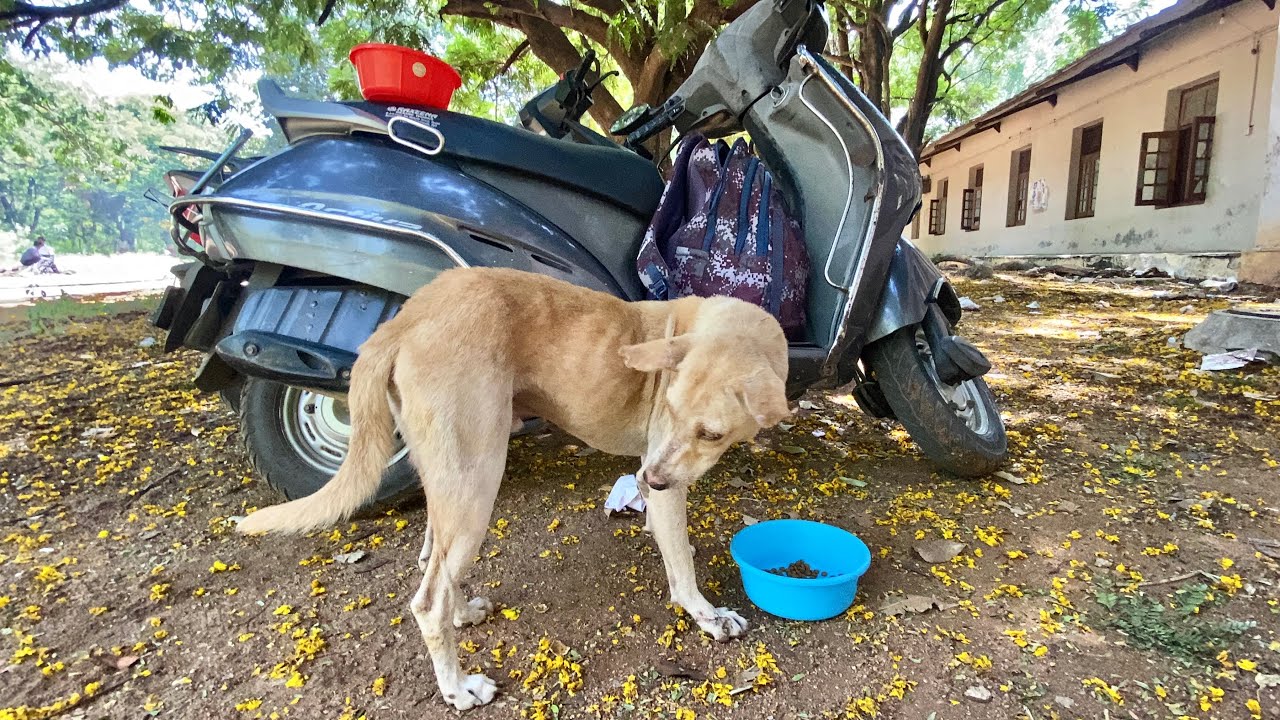 A stray dog looking for his owner, I saw he is so hungry by eating ...