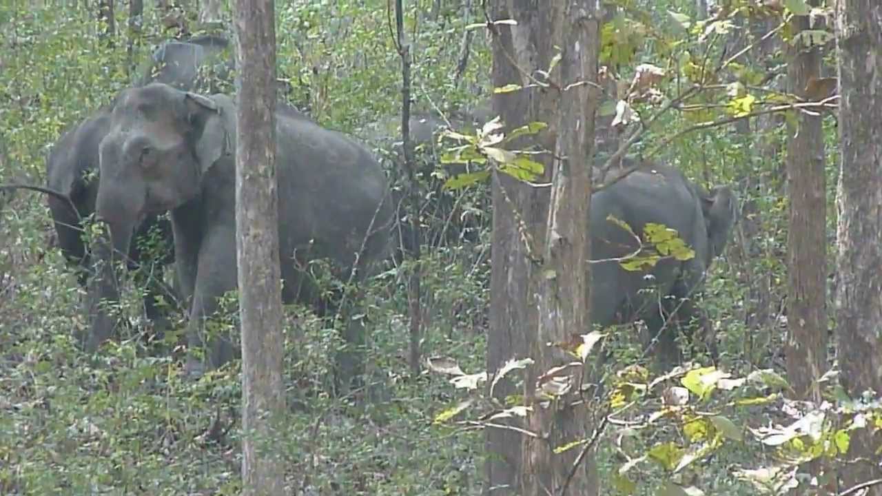 Elephant attack in wayanad.avi - YouTube