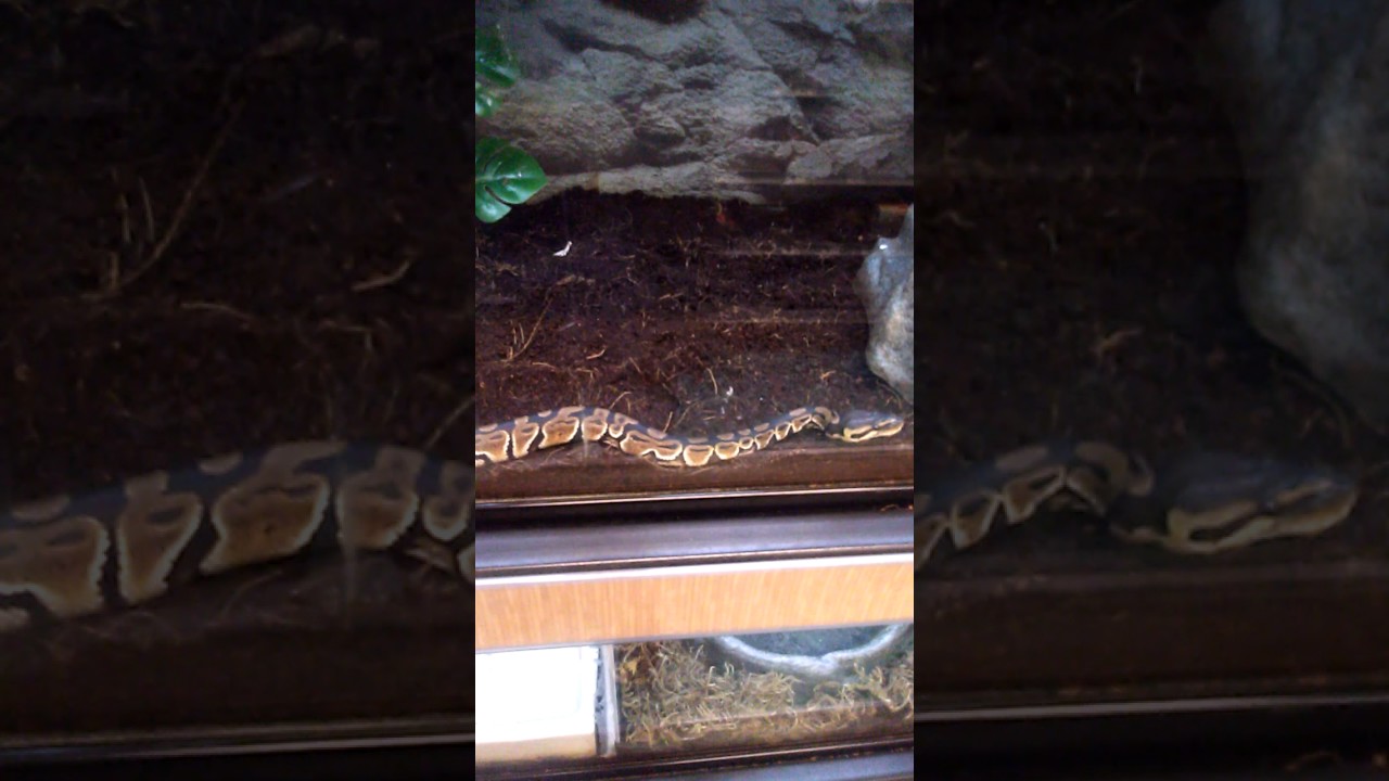 Ball Python In petco - YouTube