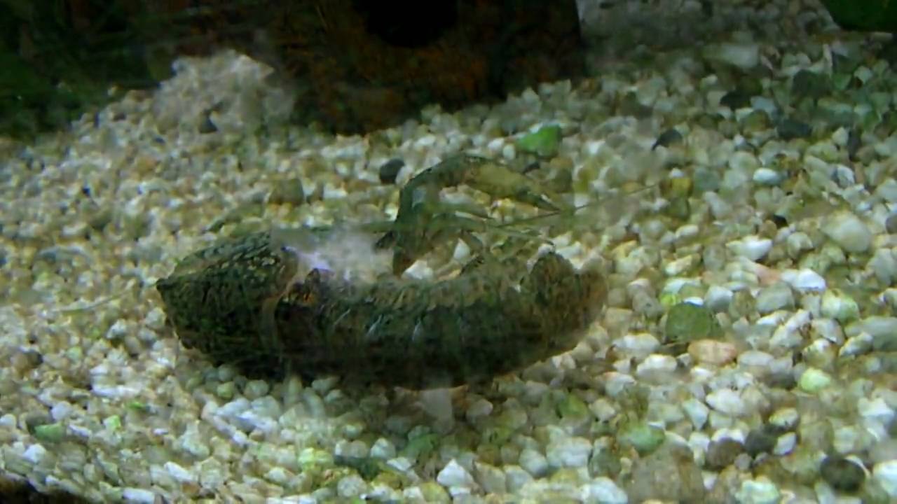 Marmorkrebs - YouTube