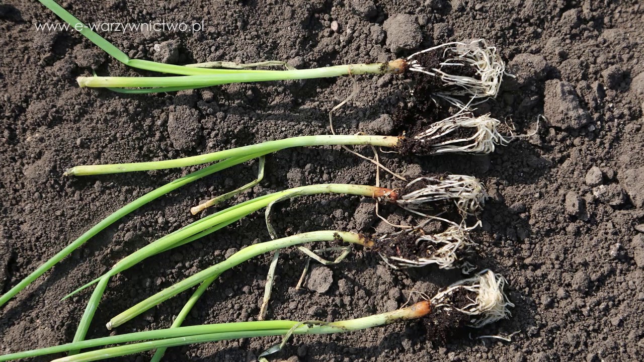 Projekt "Cebula z rozsady 90-dniowej" - YouTube
