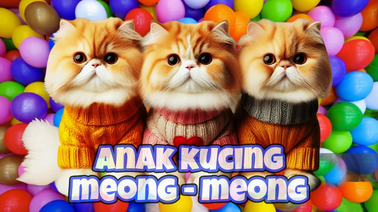 Anak Kucing Meong Meong ‼️ Kitten Meow Meow ‼️ Lagu Kucing Meong Meong - YouTube