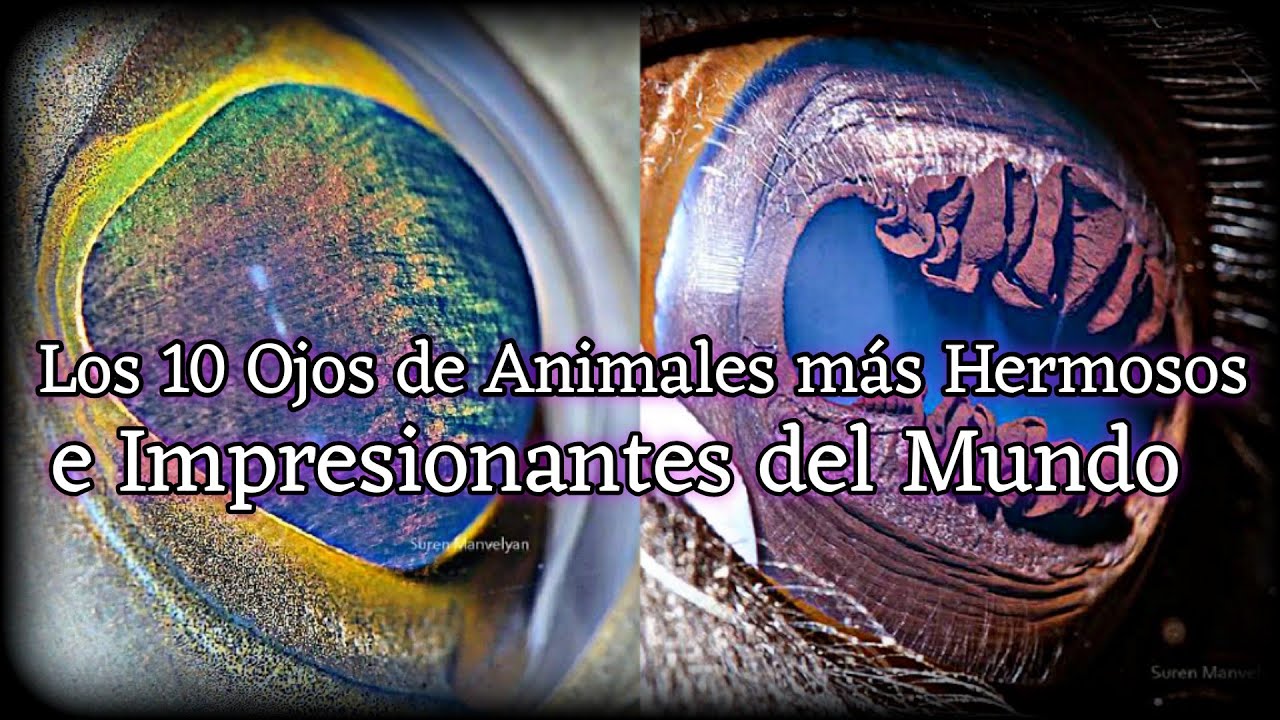 Top 10: Los Ojos Más Impresionantes y Hermosos del Reino Animal - YouTube