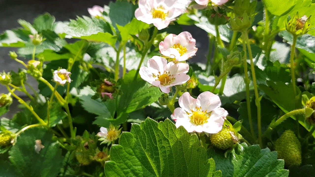 Merlan strawberry plants - YouTube