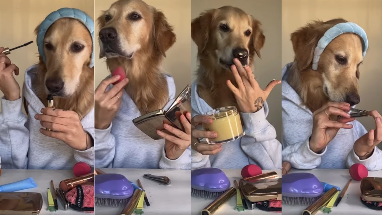 Dog Make Up Tutorial 🐶 | Cute and funny Dog #Shorts - YouTube