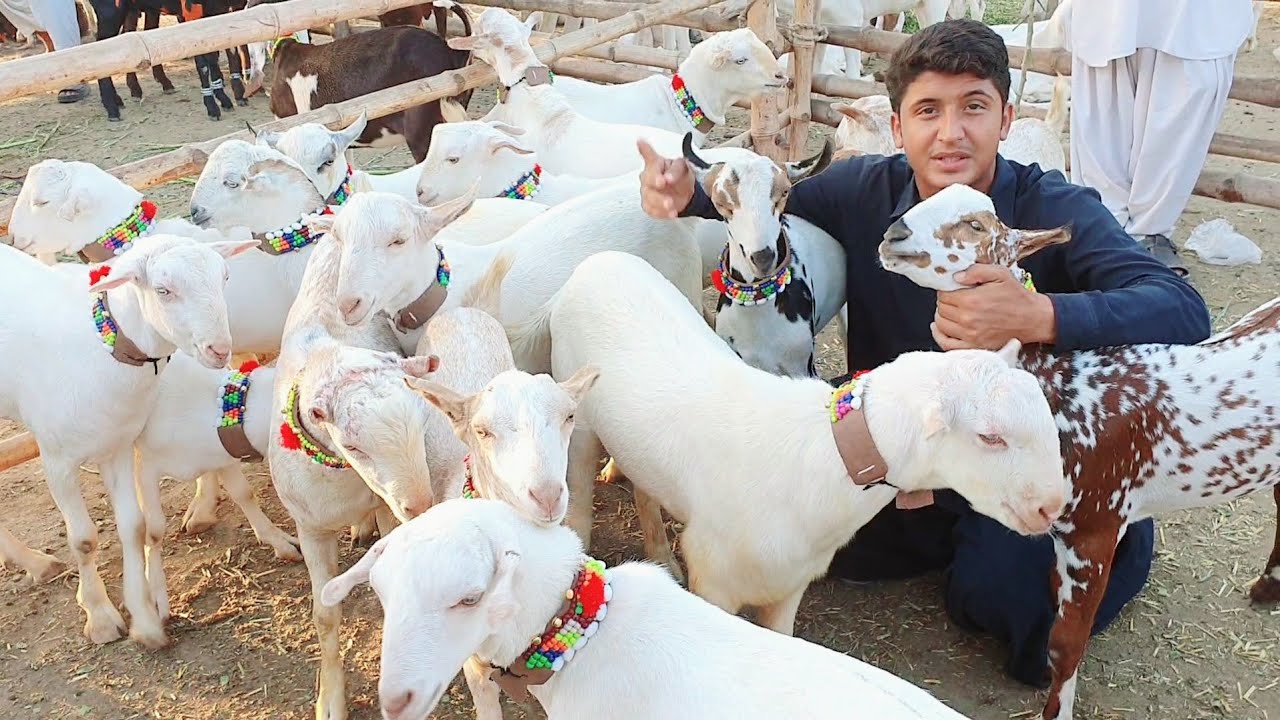 cute teddy Bakra Naveed Goat Farm for sale hai Teddy Bakre kam price ...