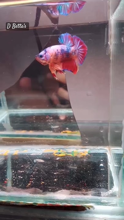 Multicolour Startail Half Moon Plakat Betta !! Super Rare !! Unique !! Thailand 🇹🇭 Imported ...