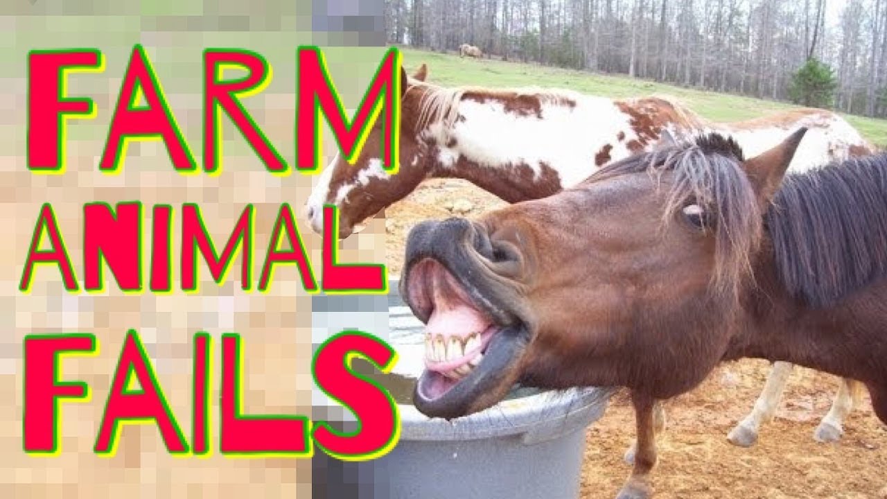 BEST FARM ANIMAL FAILS COMPILATION 2018 !!! 🐴 🐮 🐷 Funny Farm - Best ...