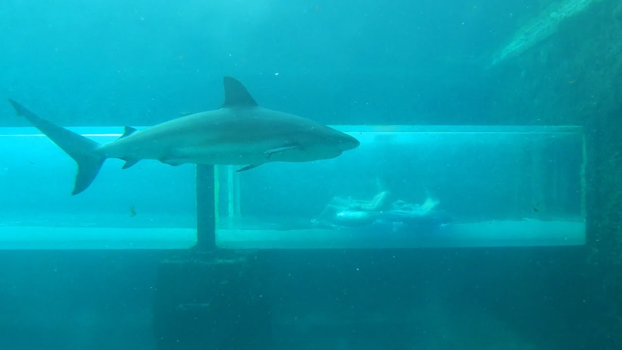 Tube Slide WITH SHARKS - Serpent Slide at Atlantis Bahamas - YouTube