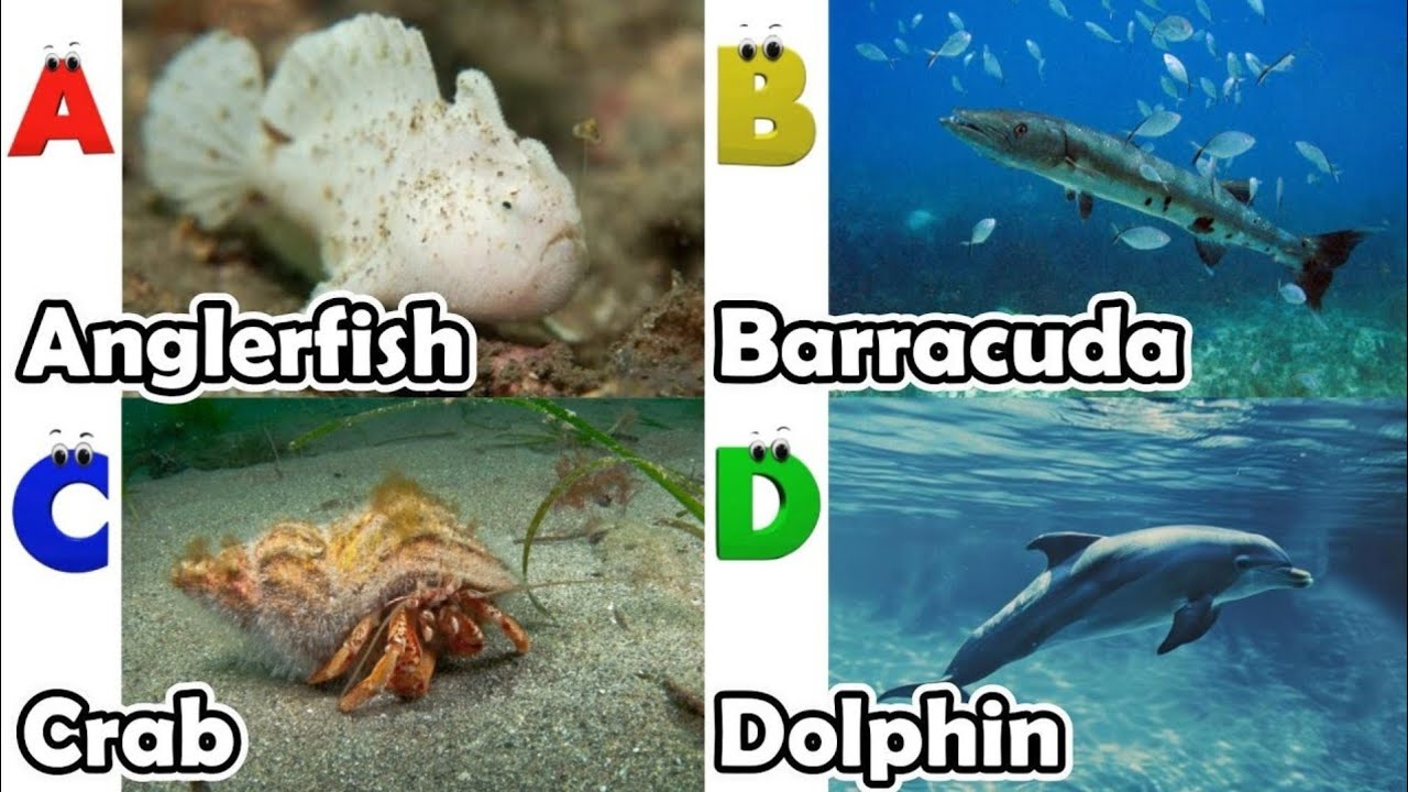 ABC Sea Animals | ABC Safari Animals 18TH1891 | Alphabet Animals Song ...
