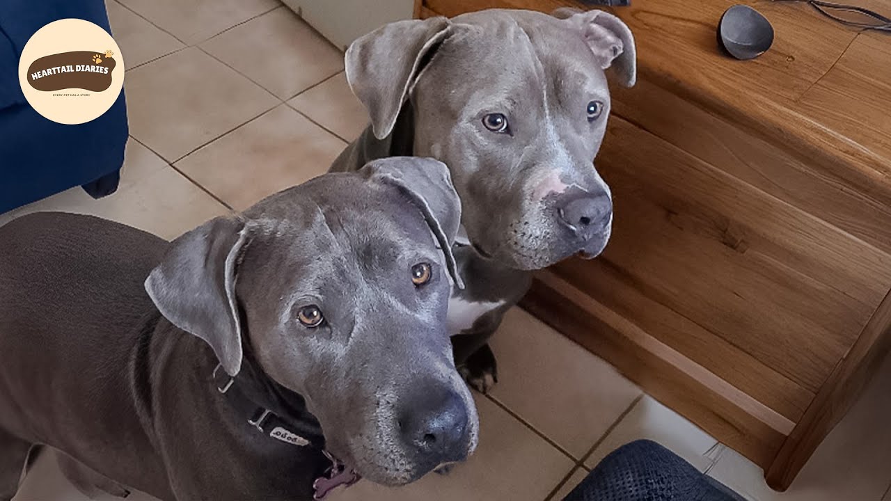 Two Pitbulls Share an Unbreakable Bond and a Forever Home - YouTube