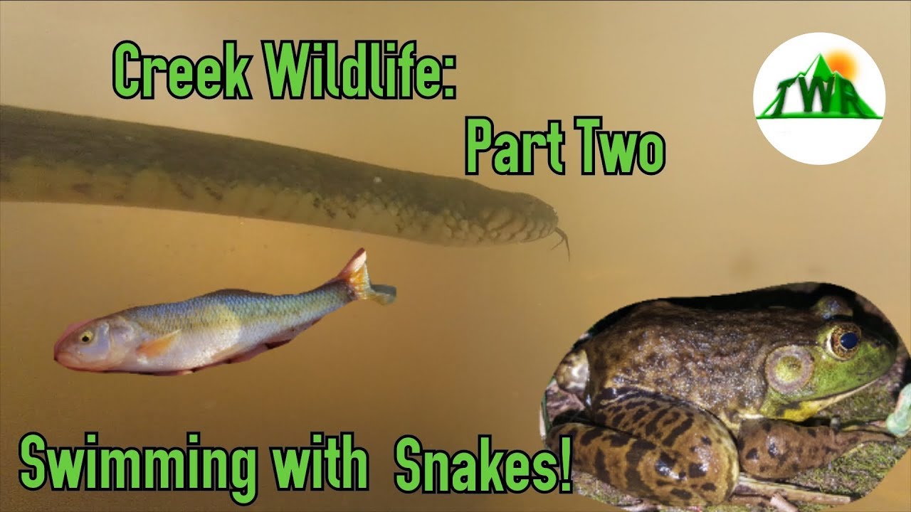 Creek Wildlife Part 2: The Middle Of The Food Chain (Nature Short Film ...