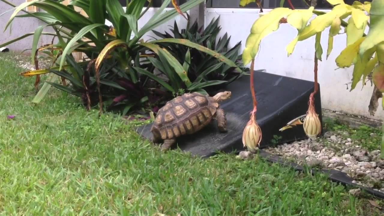 Speedy on the tortoise treadmill - YouTube