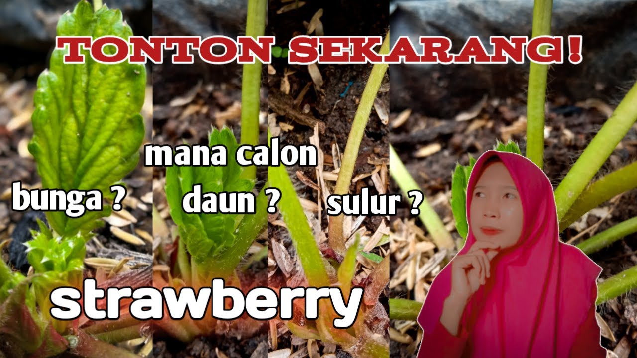 cara mudah membedakan calon bunga, daun, dan sulur strawberry - YouTube