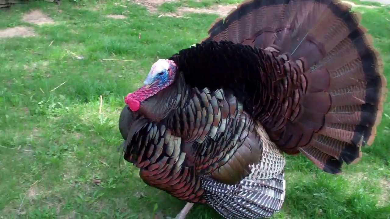 TURKEY FLOGGING - YouTube