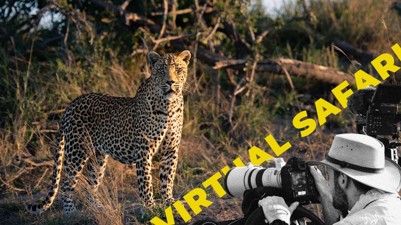 Majestic Male Leopard On A Mission- TWIV # 237 - YouTube