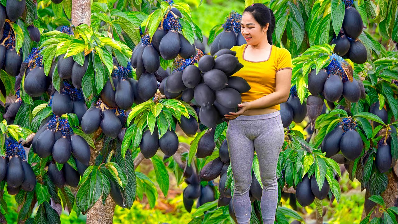 6 DAYS living in forest | Harvesting MAY LOI Fruit & Go to Market Sell ...