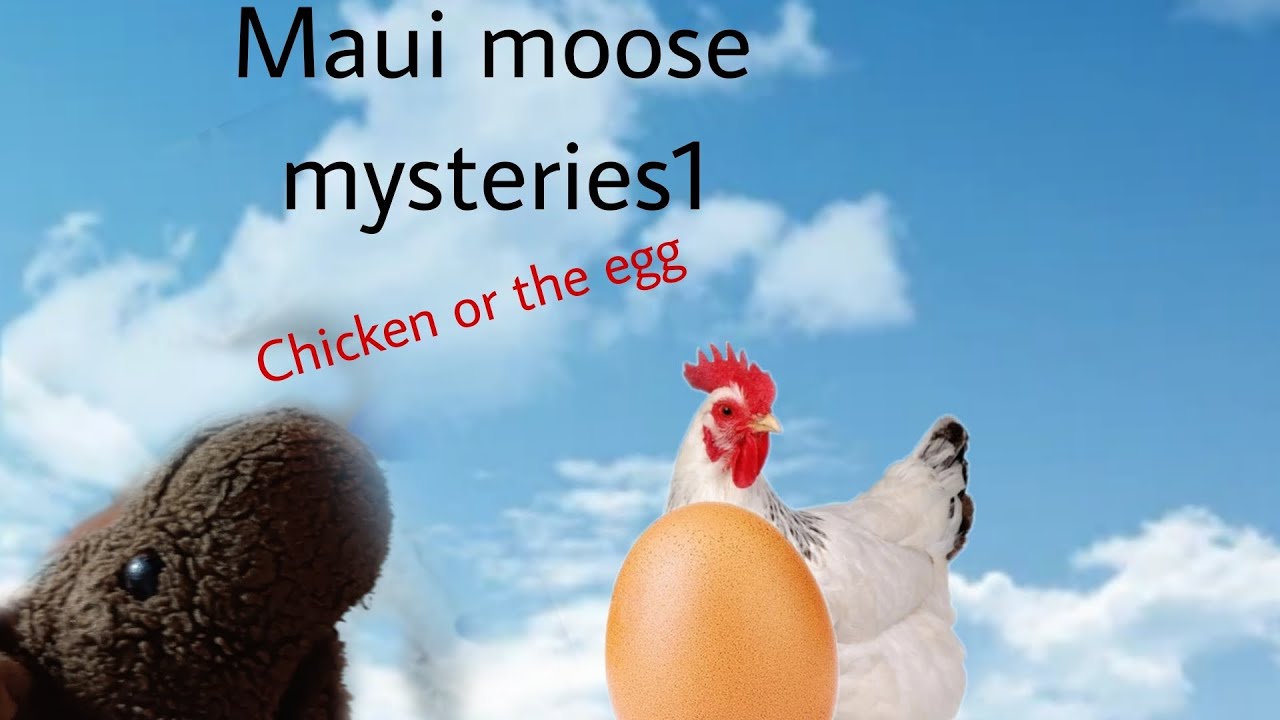 Maui moose mysteries1: chicken or the egg - YouTube