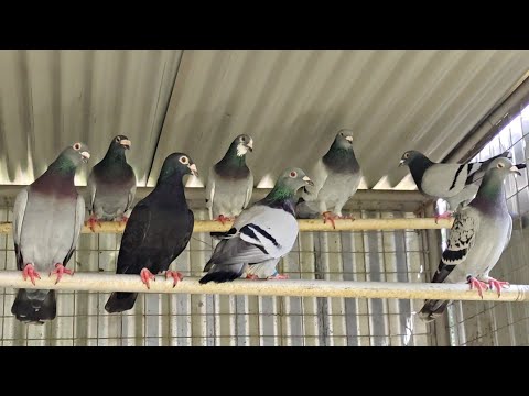 5 YEARS NA MGA KALAPATI SA KULUNGAN NA ITO!! - YouTube