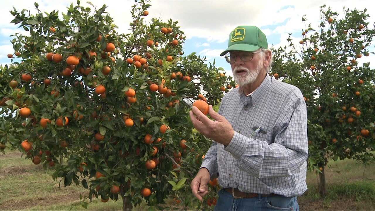 Invasive disease keeps Florida’s orange industry under tight squeeze ...