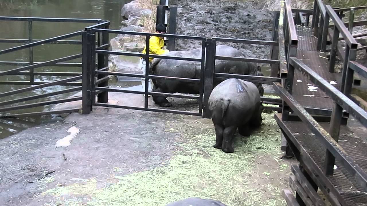 #1-15 Dec 2013 Hippo family at Nagasaki BioPark, Nagasaki, Japan - YouTube