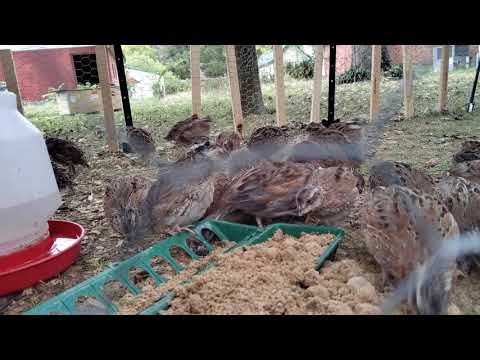 Quail make happy noises