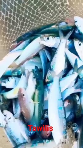 #newcatch fresh fish # tawilis or tamban# short video) - YouTube