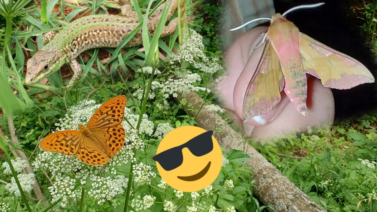 LEŚNE MOTYLE🦋, ŚWIETLIKI🌝, PIĘKNE ĆMY😍 I PARK NARODY JEZIOR PLITWICKICH ...