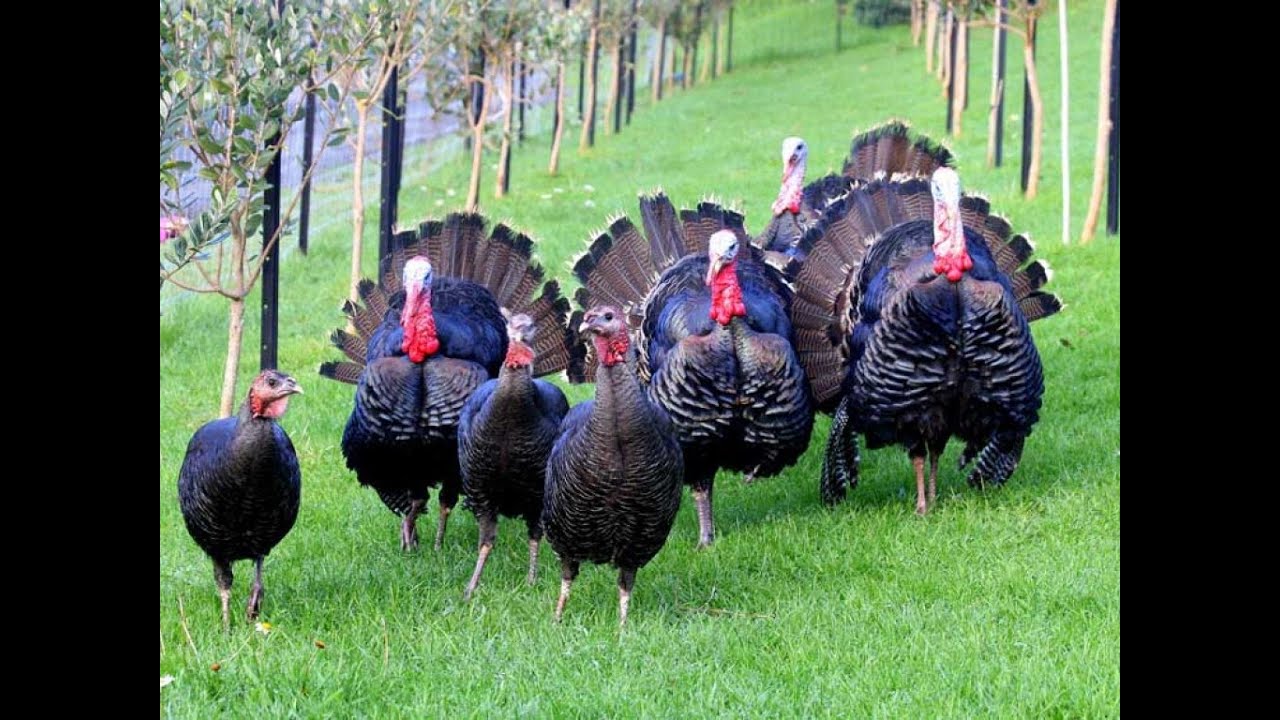 Da li gajiti hibridne bele ili domaće višebojne ćurke? - YouTube